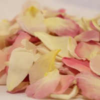 Baby Pink and cream freeze dried rose petals